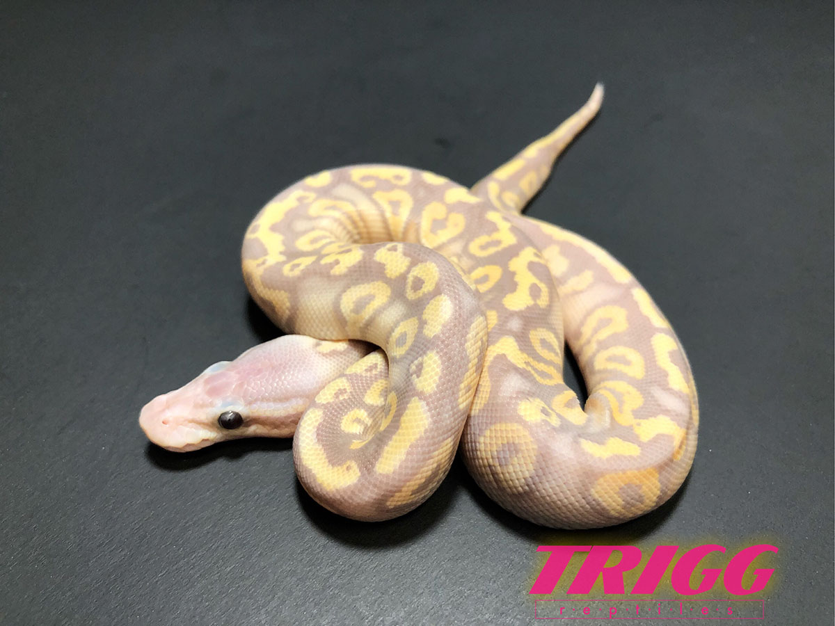 Morph List - World of Ball Pythons