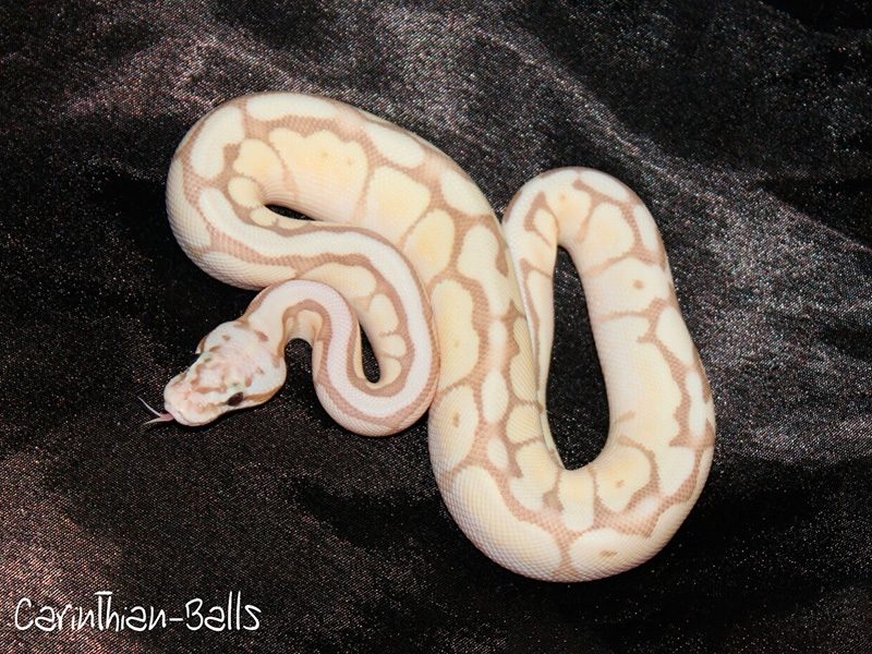 Morph List - World of Ball Pythons