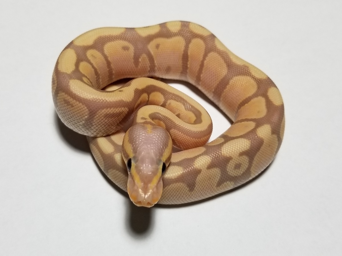 Morph List - World of Ball Pythons