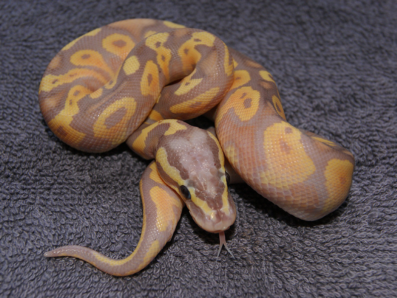 Coral Glow Pastel Yellow Belly - Morph List - World of Ball Pythons