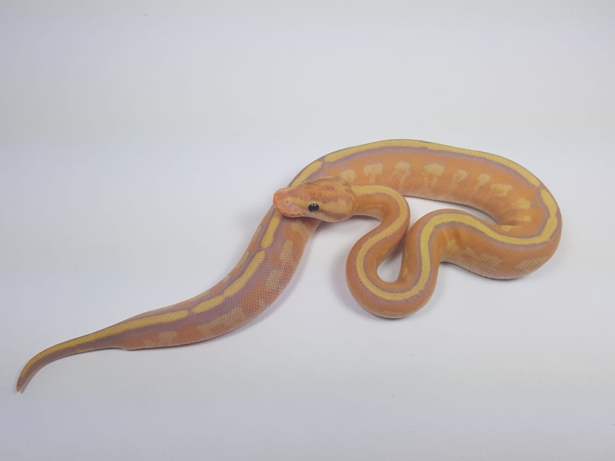 Morph List - World of Ball Pythons