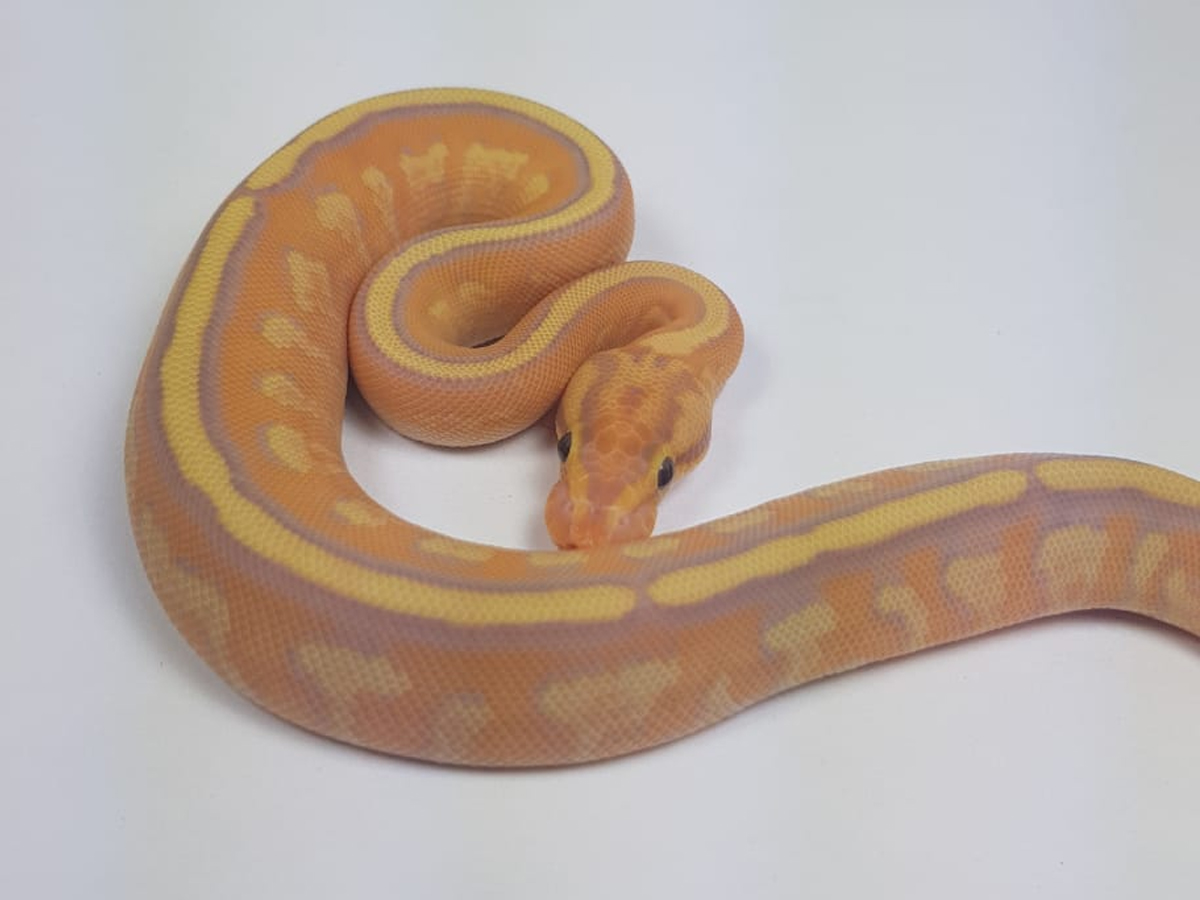 Coral Glow Special Specter - Morph List - World of Ball Pythons