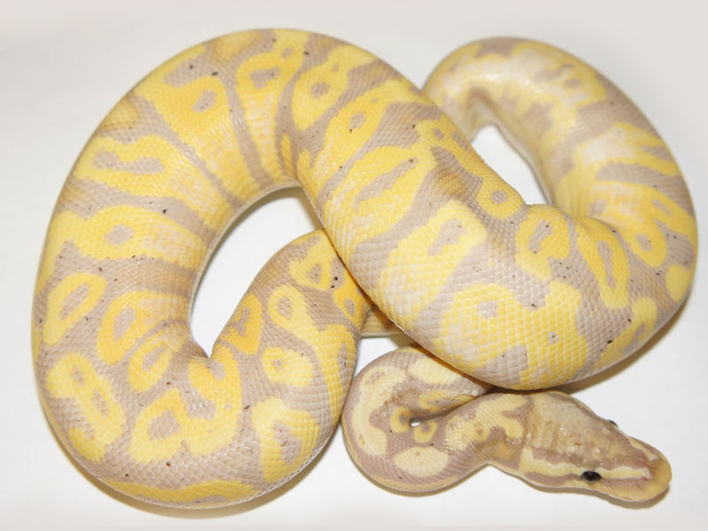 Morph List - World of Ball Pythons