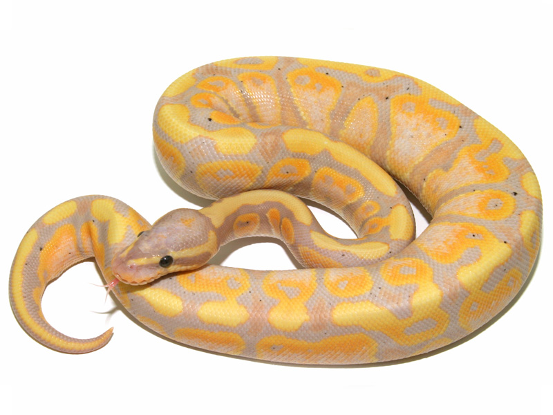 Morph List - World of Ball Pythons