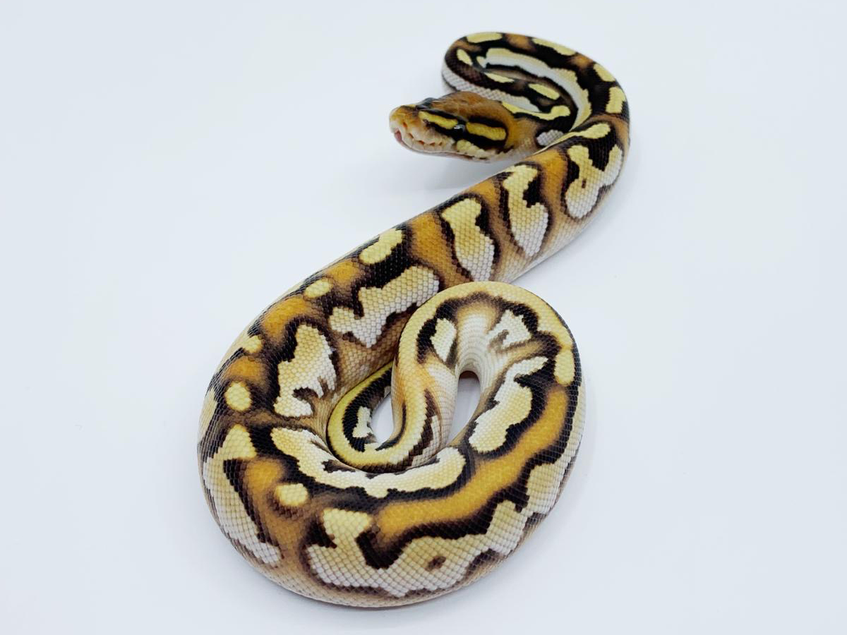 Morph List - World of Ball Pythons