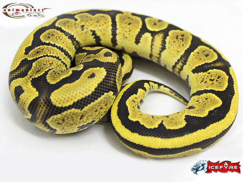 Morph List - World of Ball Pythons