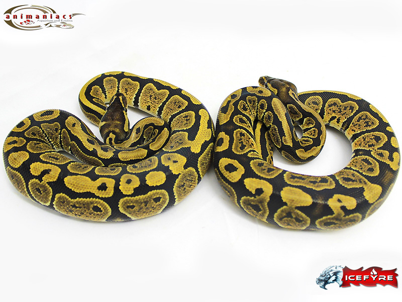 Morph List - World of Ball Pythons