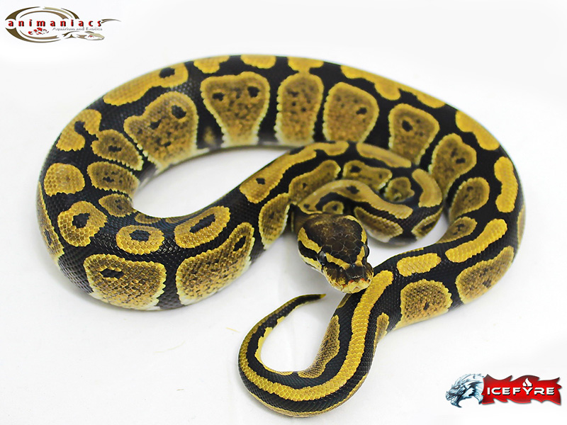 Cosmic Granite - Morph List - World of Ball Pythons