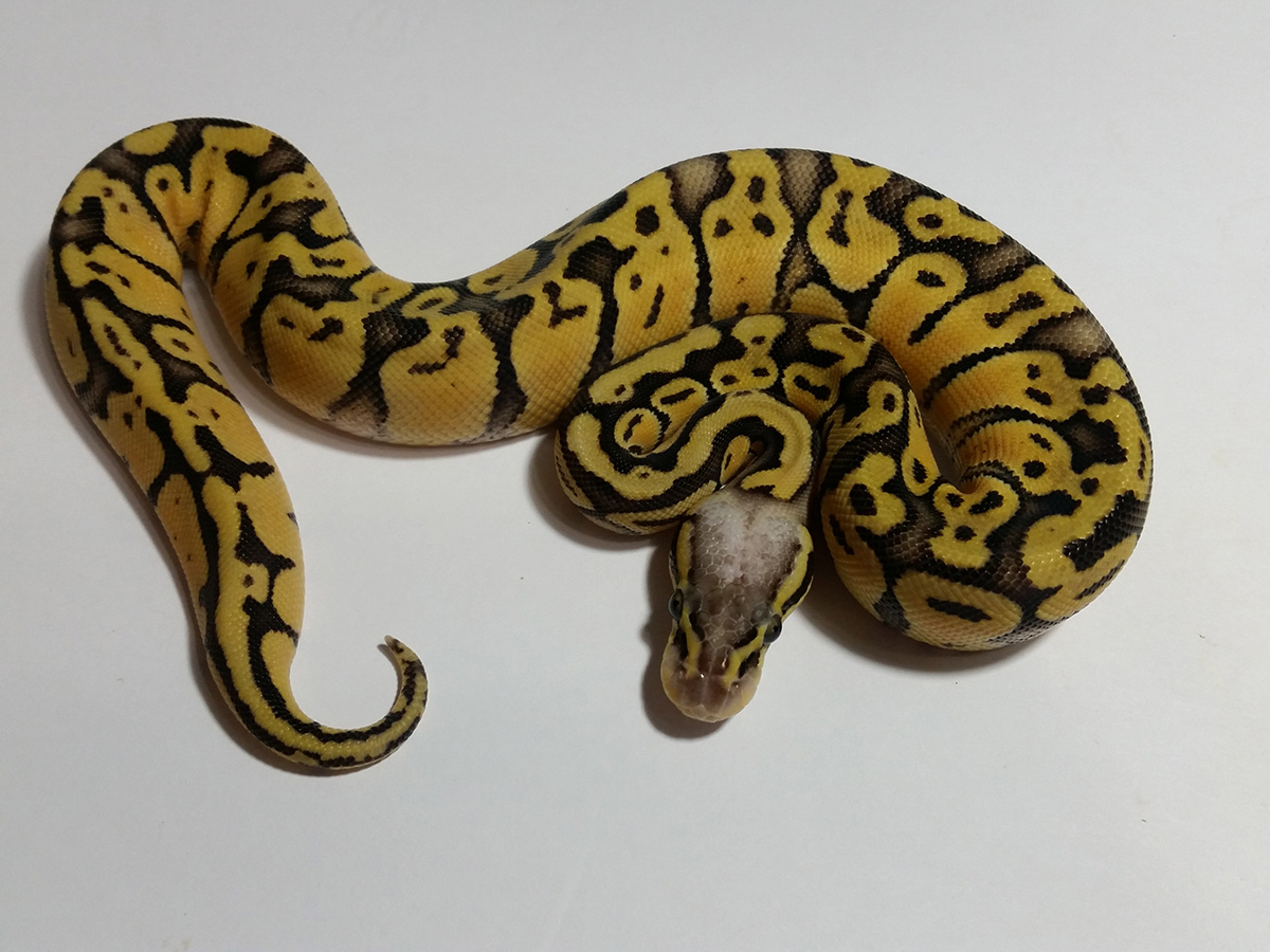 Morph List - World of Ball Pythons