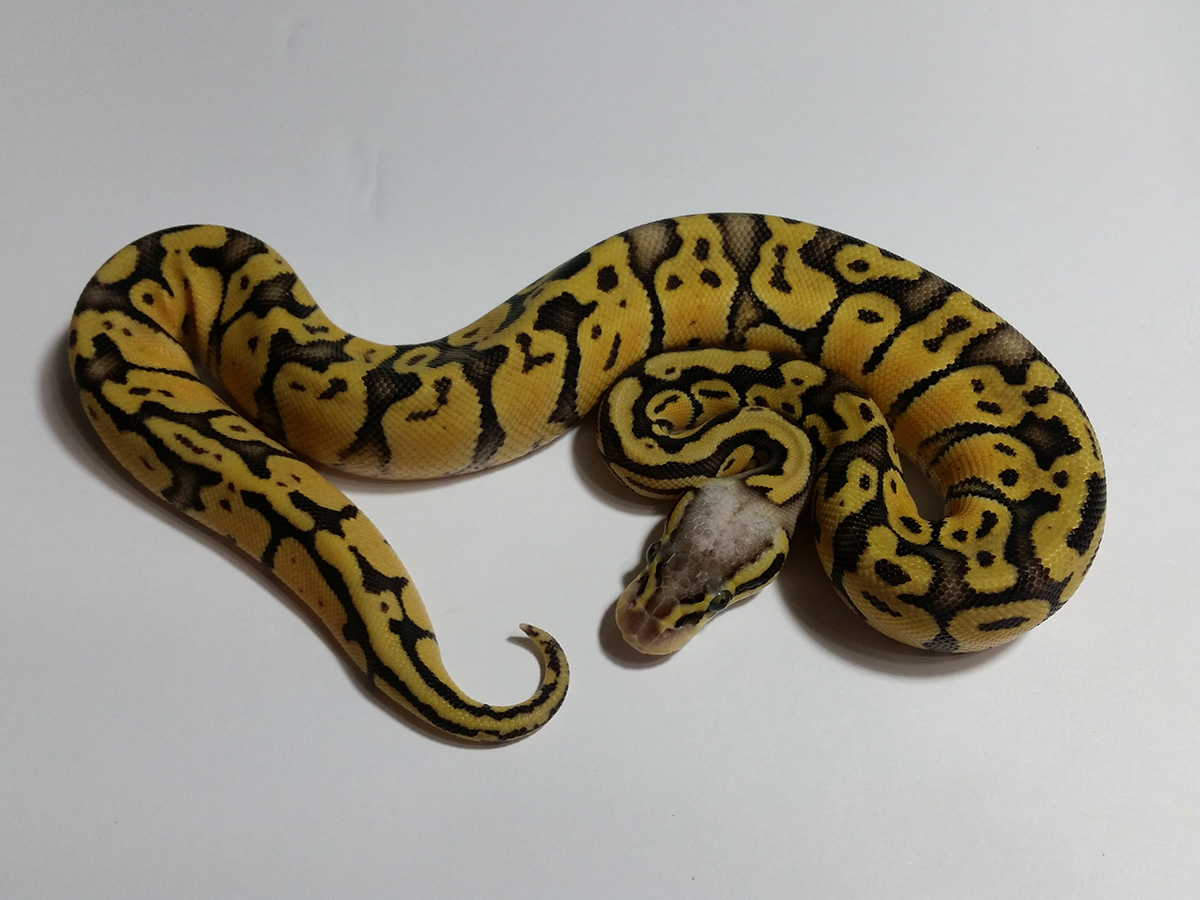 Morph List - World of Ball Pythons