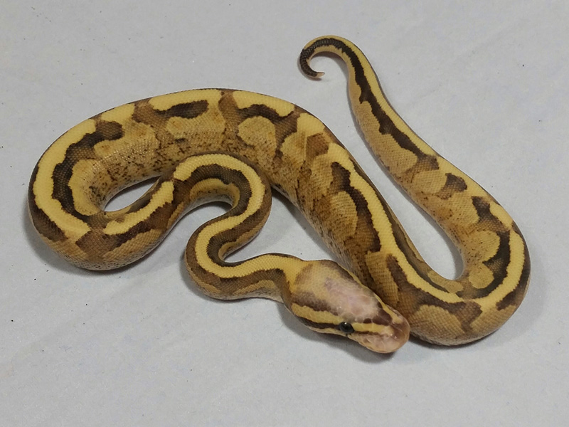 Morph List - World of Ball Pythons