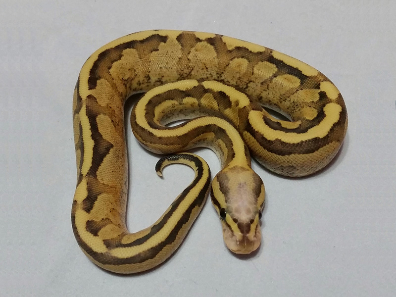 Morph List - World of Ball Pythons