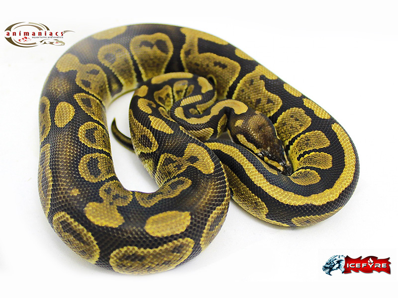 Cygnus - Morph List - World of Ball Pythons