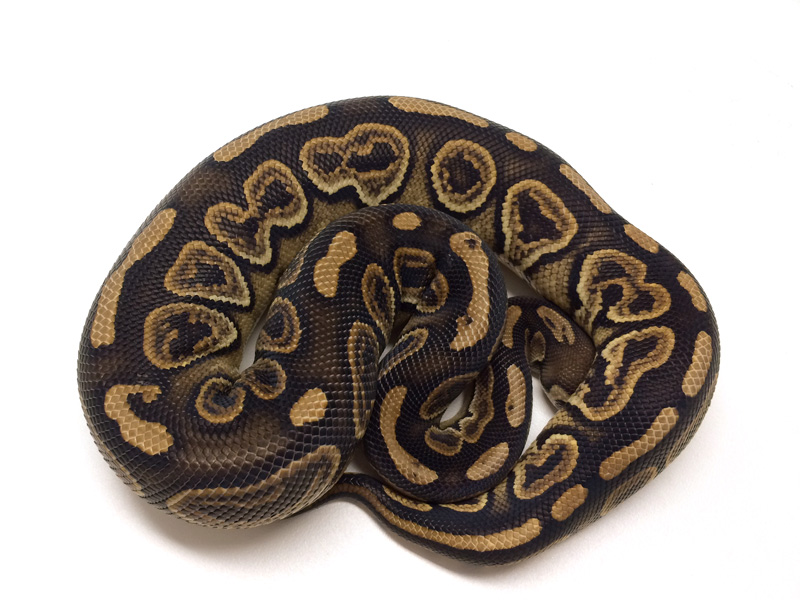 Morph List - World of Ball Pythons