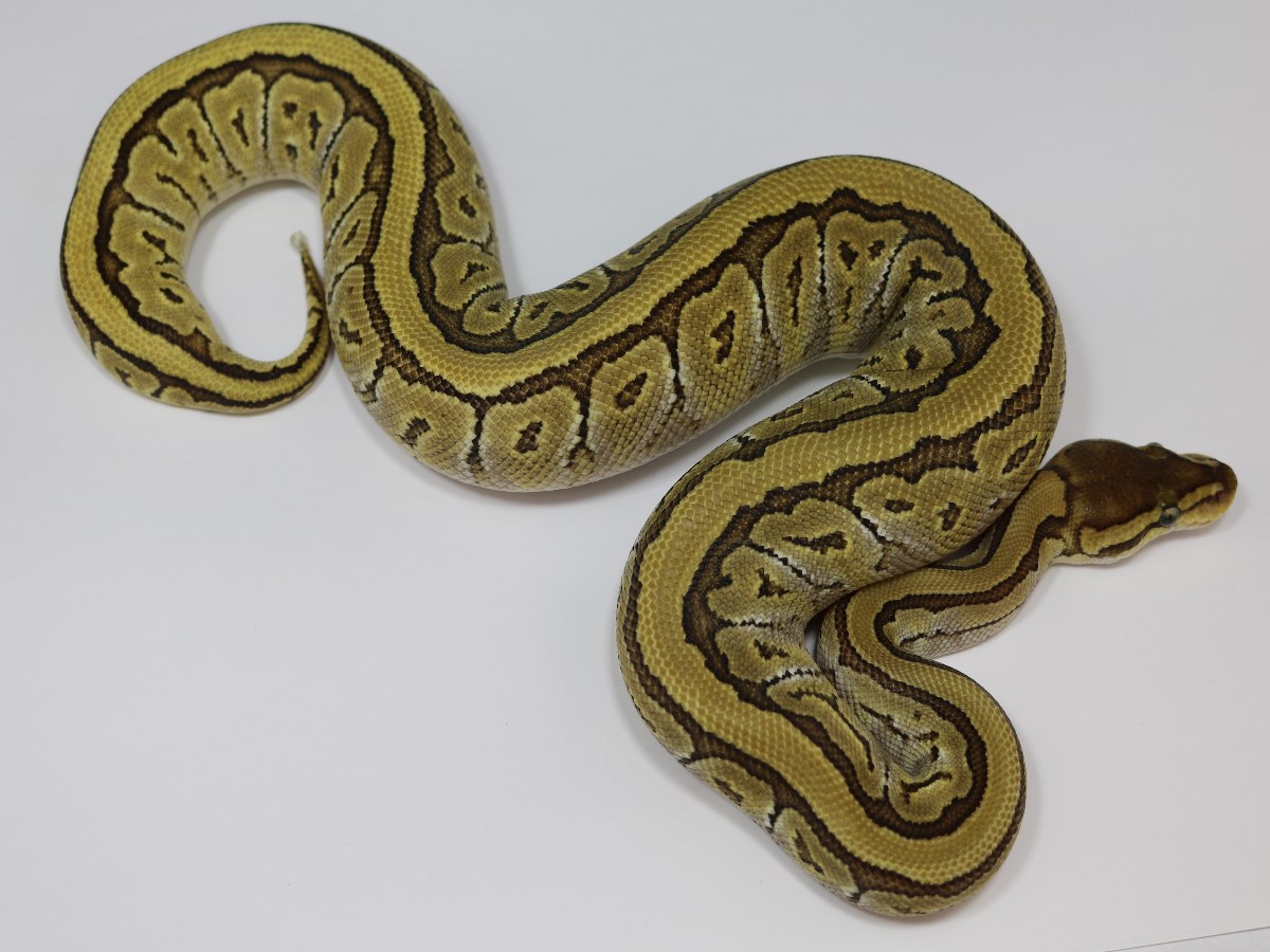 Morph List - World of Ball Pythons