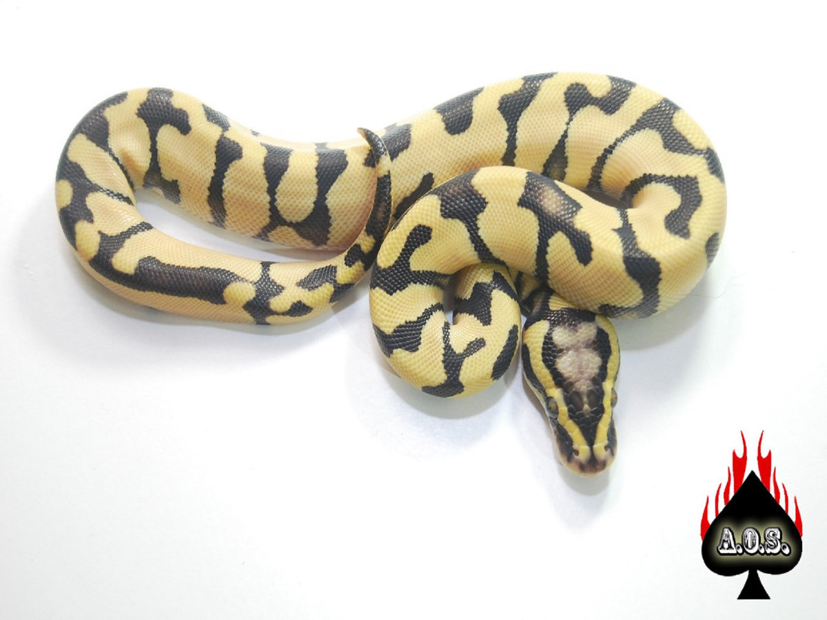 Morph List - World of Ball Pythons Morph List - World of Ball Pythons