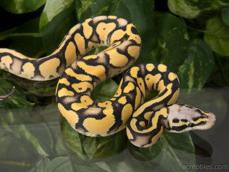 Morph List - World of Ball Pythons Morph List - World of Ball Pythons