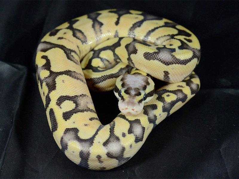 Morph List - World of Ball Pythons Morph List - World of Ball Pythons