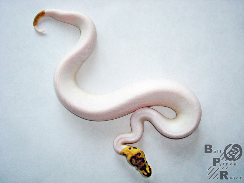 Morph List - World of Ball Pythons