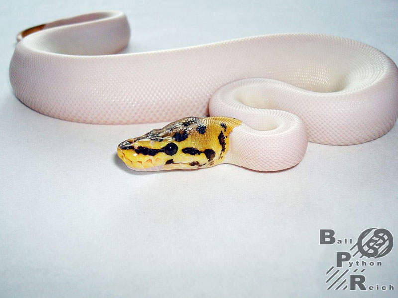 Spider Pied Ball Python