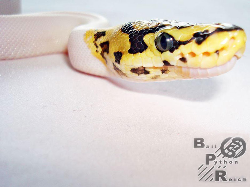 Morph List - World of Ball Pythons