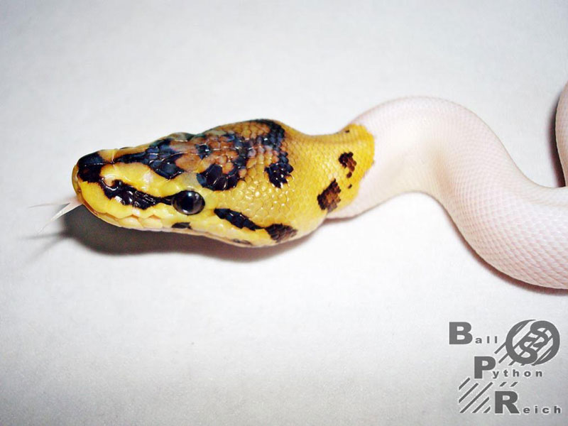 Morph List - World of Ball Pythons