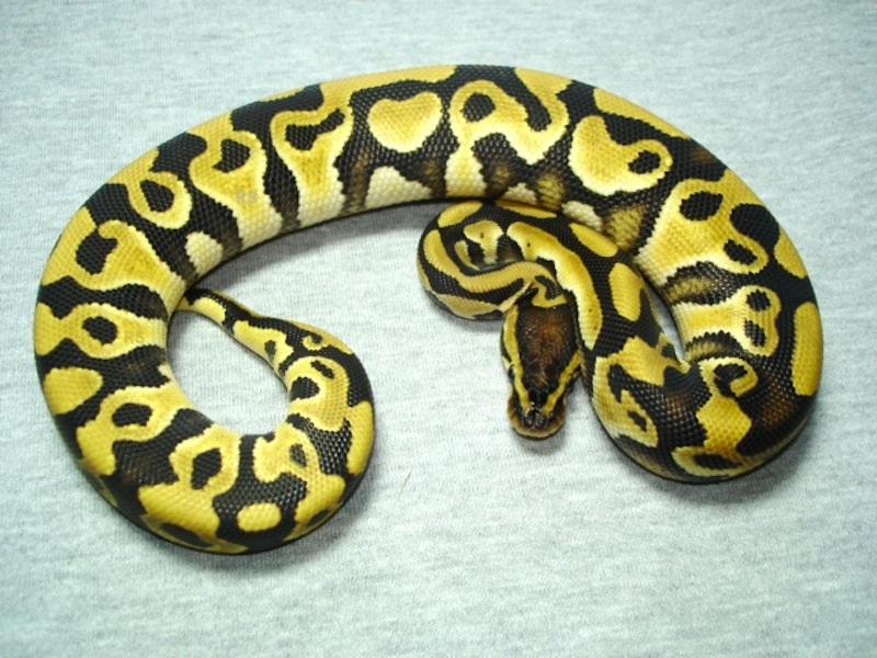 Morph List - World of Ball Pythons