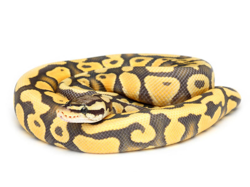 Morph List - World of Ball Pythons Morph List - World of Ball Pythons
