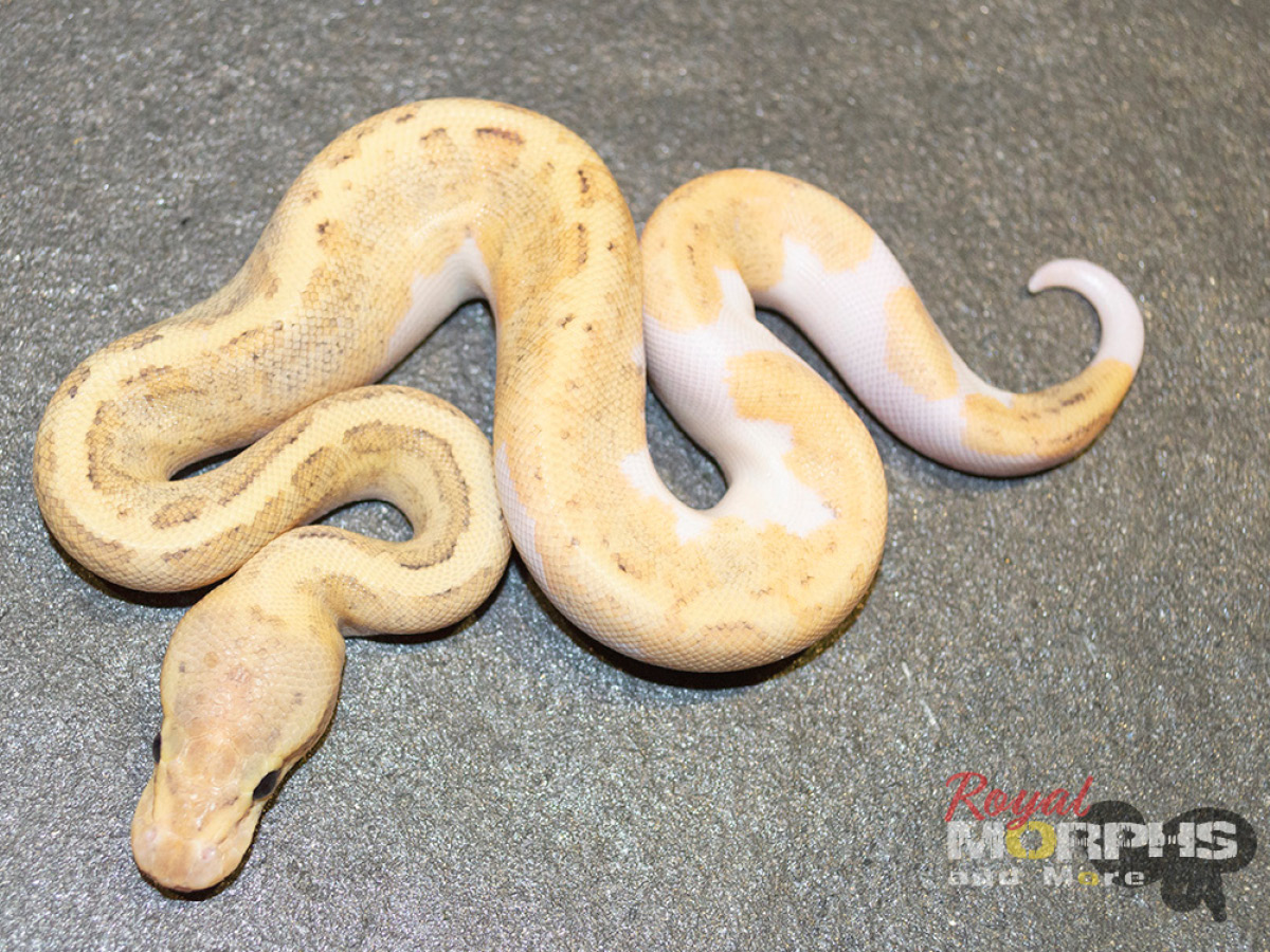 Morph List - World of Ball Pythons