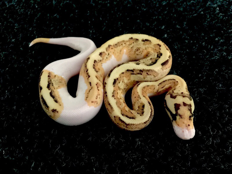 Morph List - World of Ball Pythons
