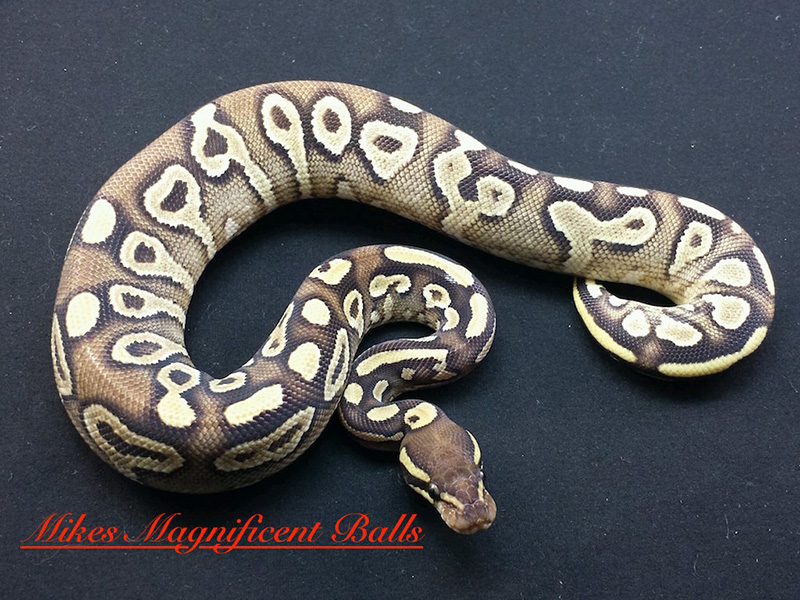 Morph List - World of Ball Pythons