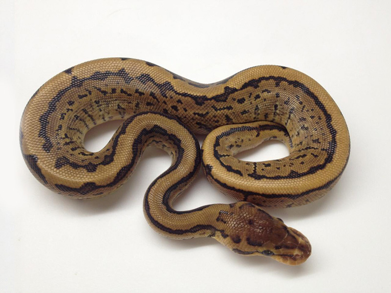 Disco Pin - Morph List - World of Ball Pythons