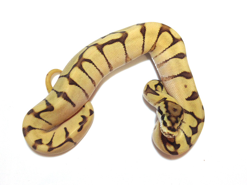 Morph List - World of Ball Pythons