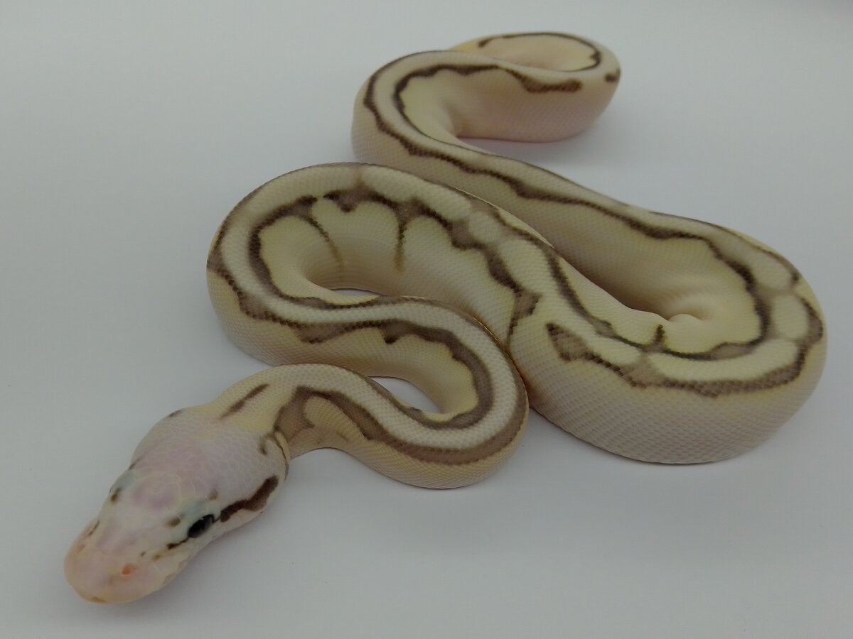 Morph List - World of Ball Pythons