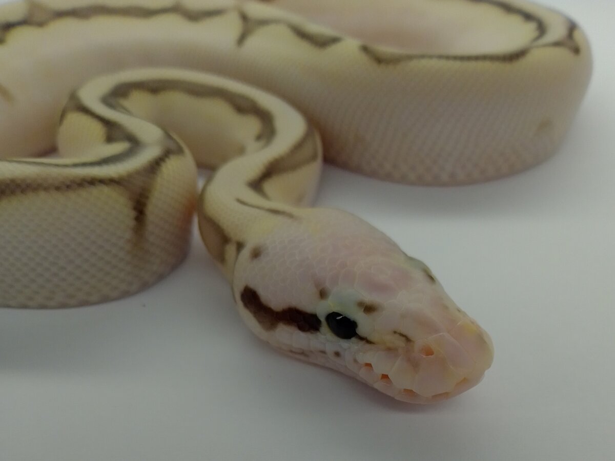 Morph List - World of Ball Pythons
