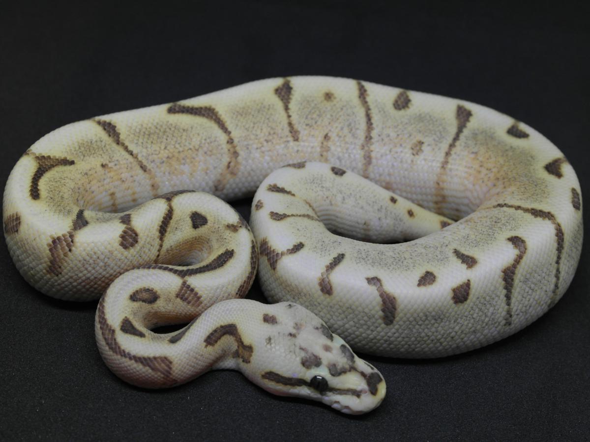 Morph List - World of Ball Pythons
