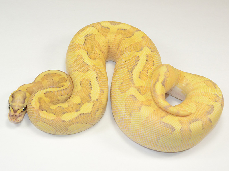 Morph List - World of Ball Pythons