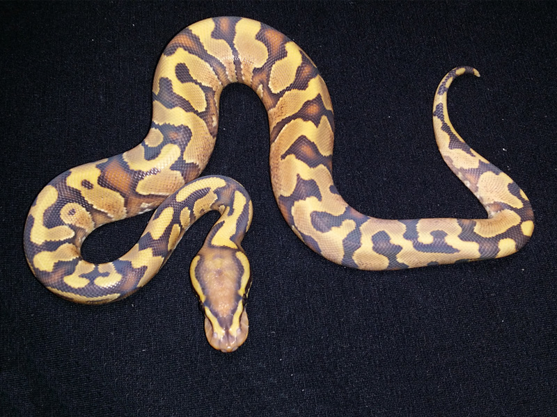 Morph List - World of Ball Pythons