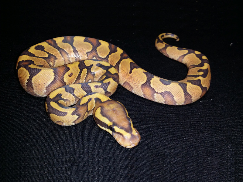 Morph List - World of Ball Pythons