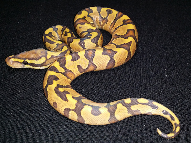 Morph List - World of Ball Pythons