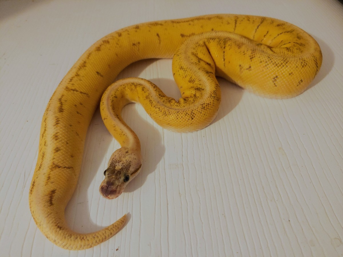 Morph List - World of Ball Pythons