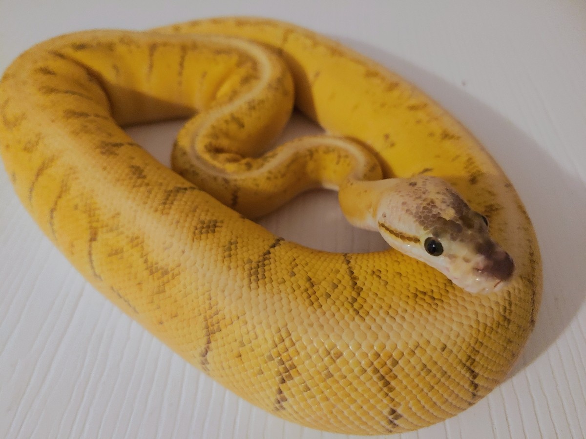 Morph List - World of Ball Pythons