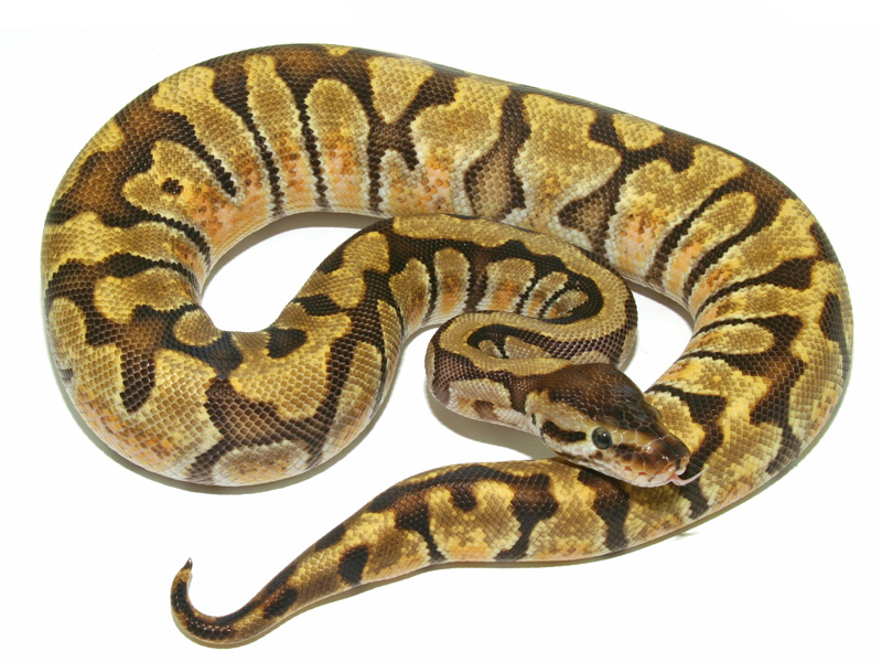 Morph List - World of Ball Pythons