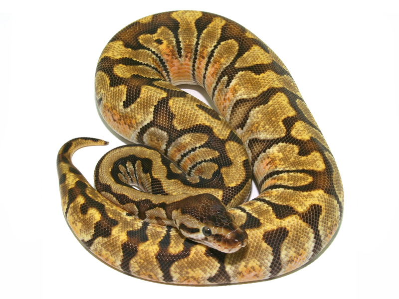 Morph List - World of Ball Pythons