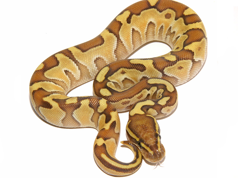 Morph List - World of Ball Pythons