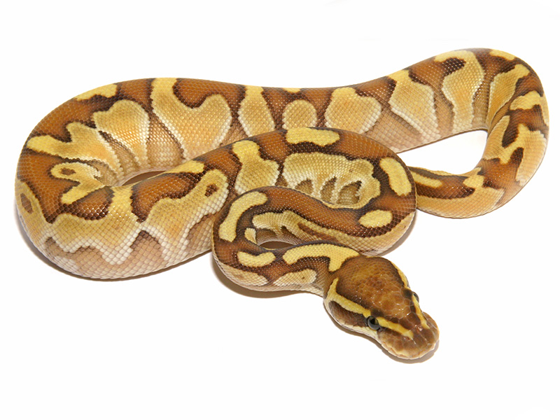 Morph List - World of Ball Pythons