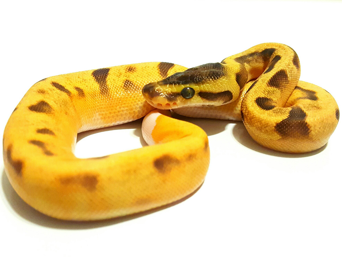 Morph List - World of Ball Pythons