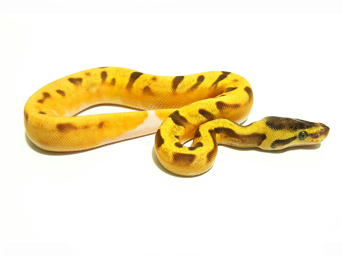 Morph List - World of Ball Pythons