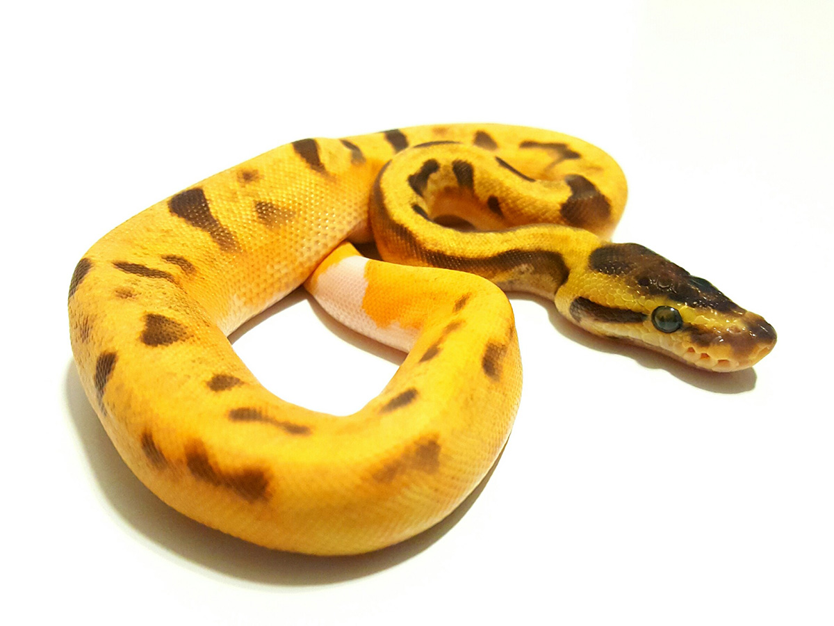 Morph List - World of Ball Pythons