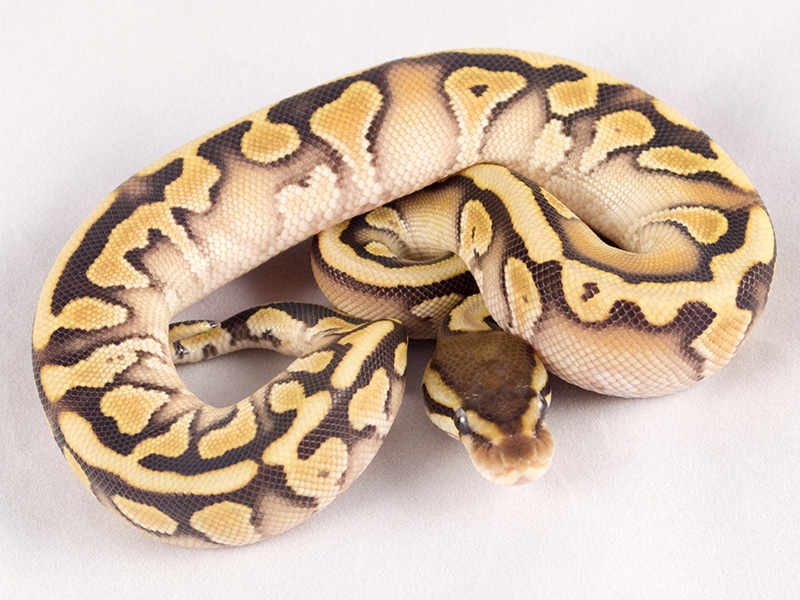 Morph List - World of Ball Pythons